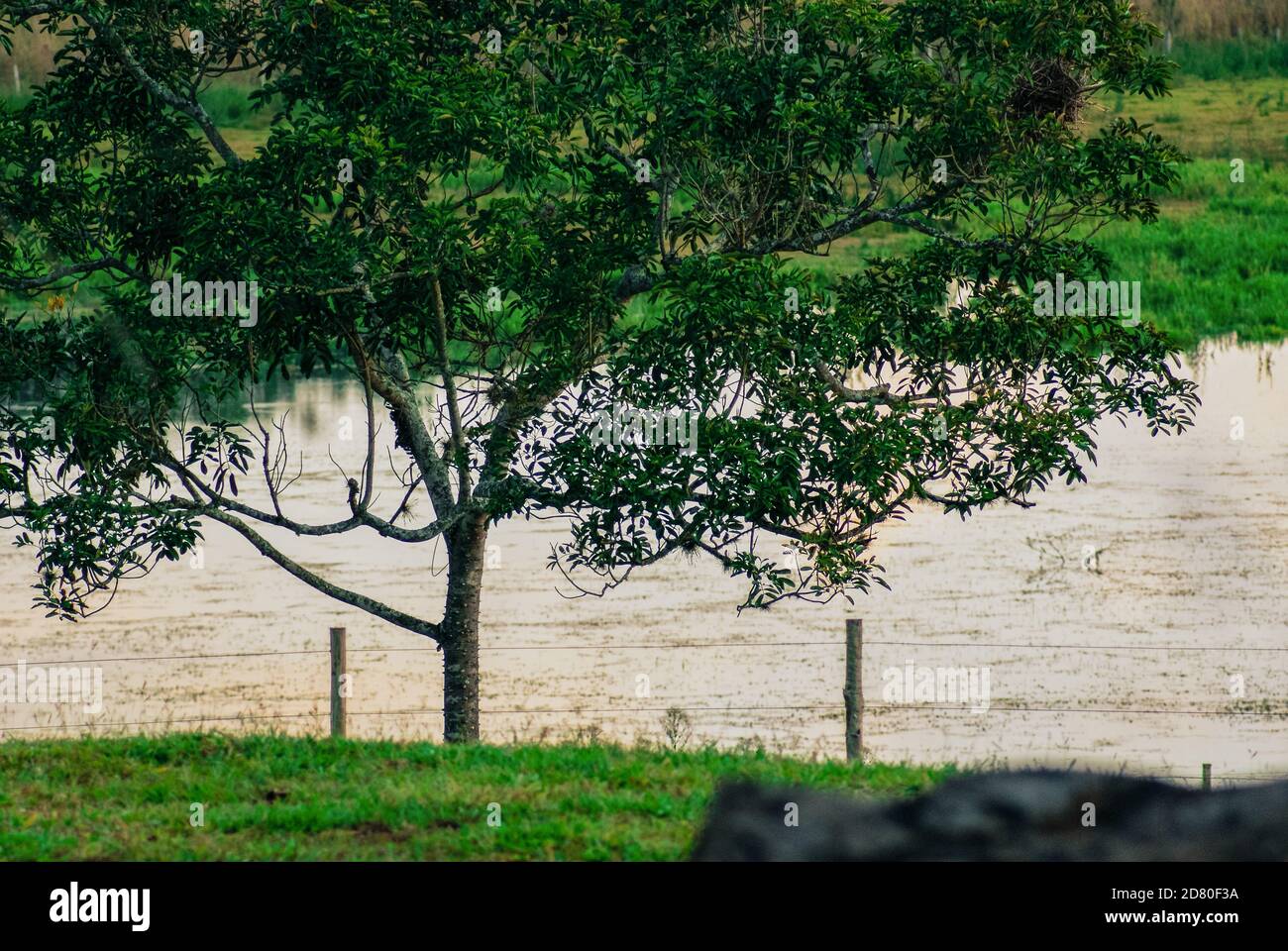 Swamp farm hi-res stock photography and images - Alamy