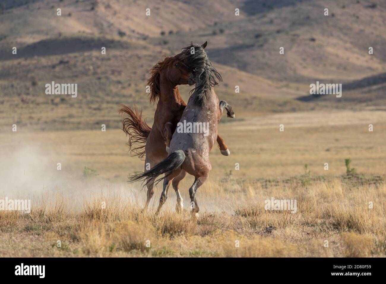 Wild Horse Stallions Fighting in the Utah Desert Stock Photo - Alamy