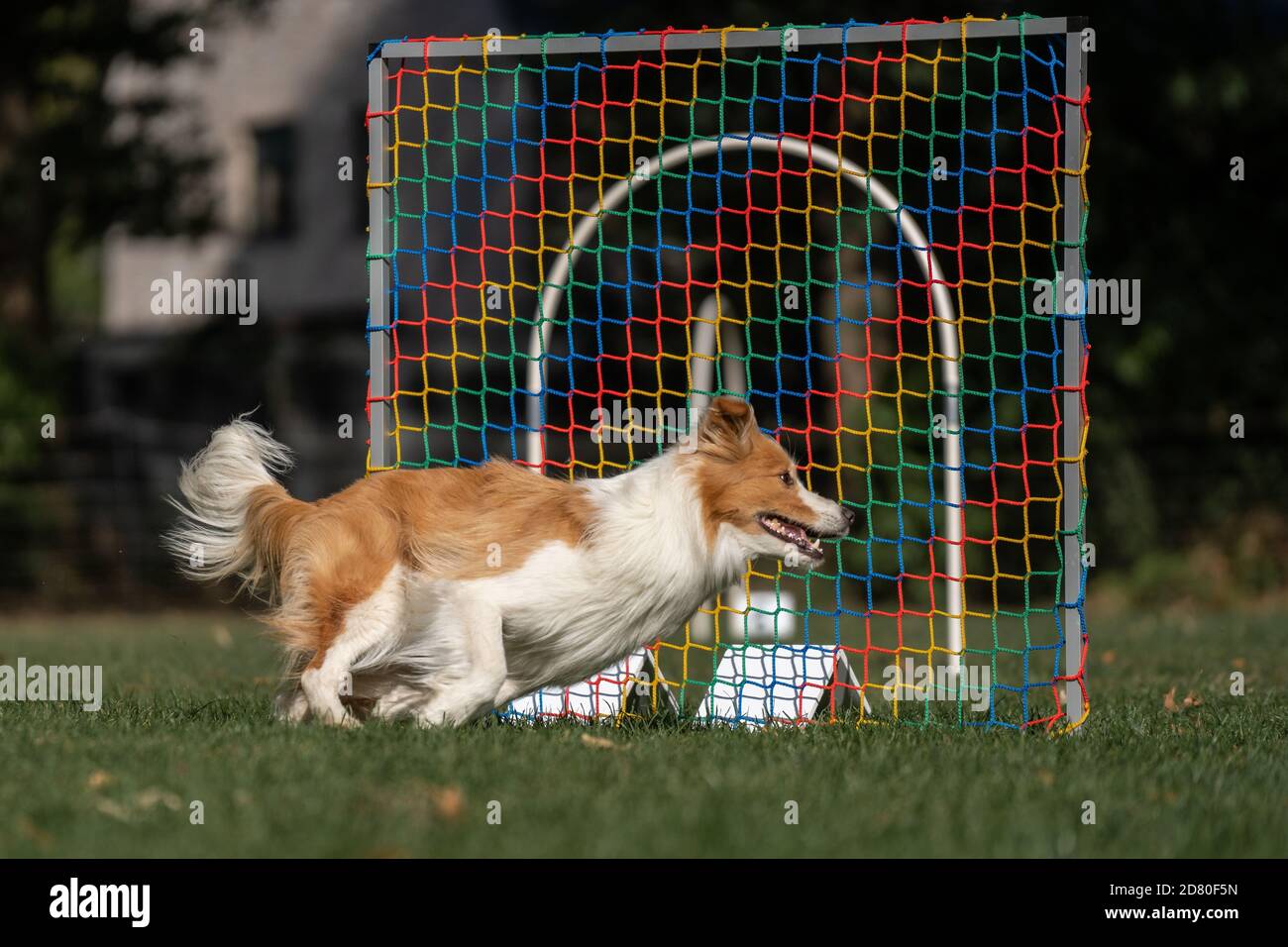 Dog at hoopers parcours / Hund im Hoopers Parcour Stock Photo - Alamy