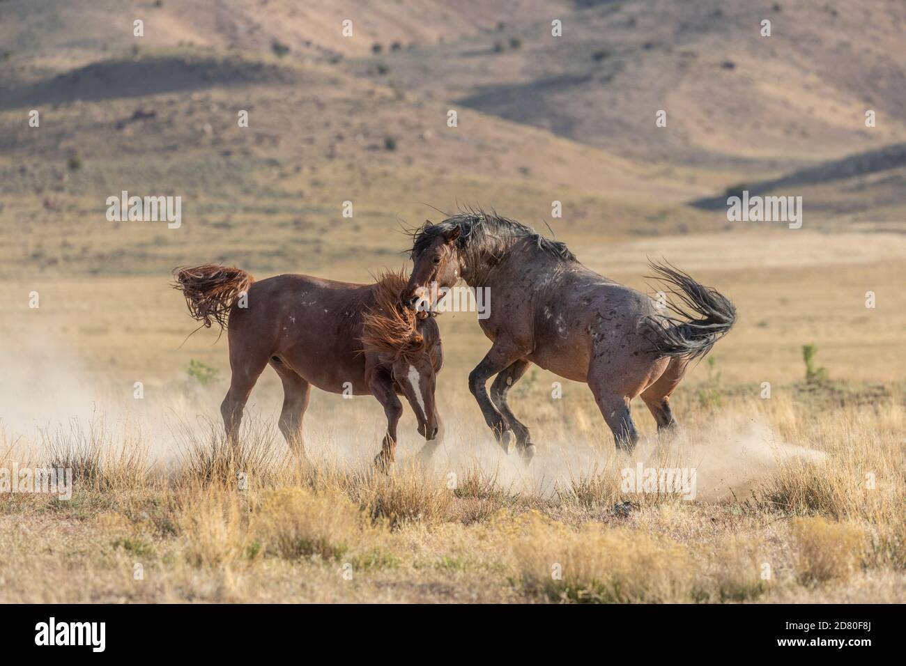 Wild Horse Stallions Fighting in the Utah Desert Stock Photo - Alamy