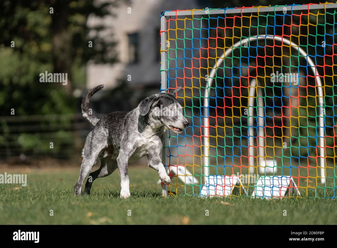 Dog at hoopers parcours / Hund im Hoopers Parcour Stock Photo - Alamy