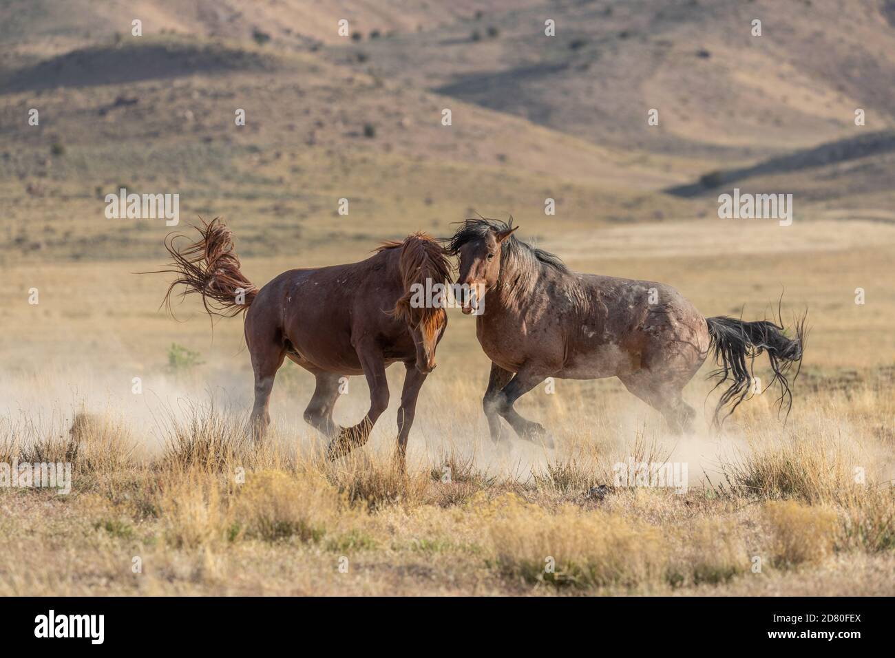 Wild Horse Stallions Fighting in the Utah Desert Stock Photo - Alamy