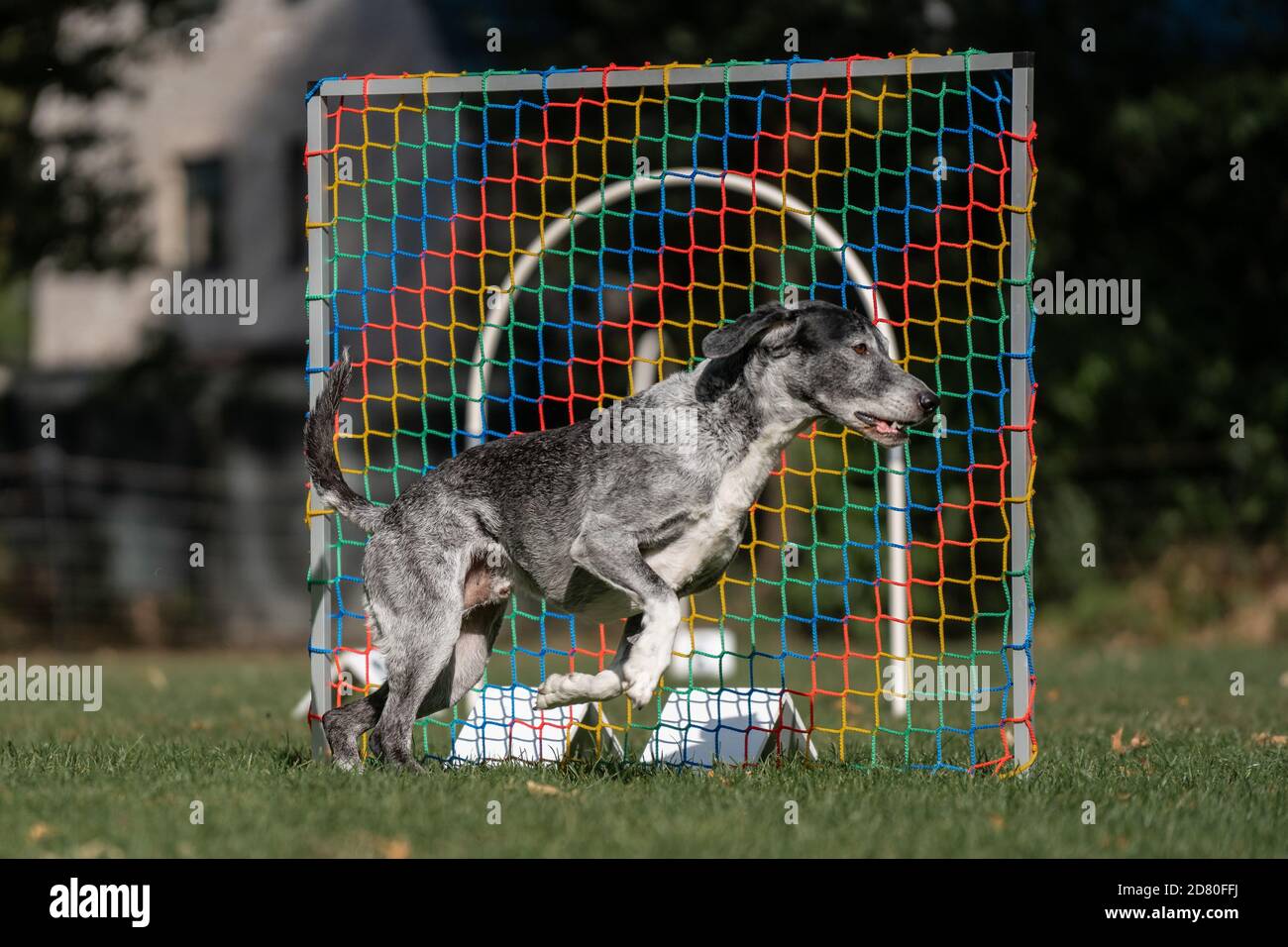 Dog at hoopers parcours / Hund im Hoopers Parcour Stock Photo - Alamy