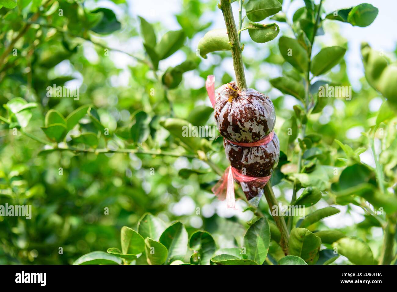 graft on the lemon tree for breed Stock Photo - Alamy