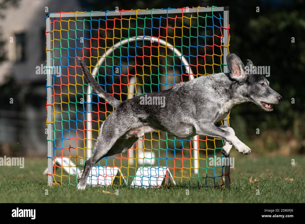 Dog at hoopers parcours / Hund im Hoopers Parcour Stock Photo - Alamy