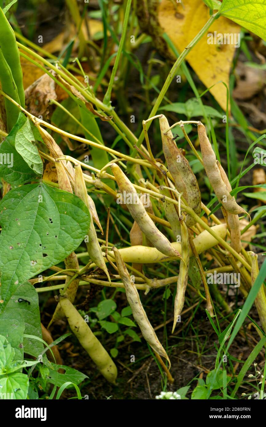 French bean harvest garden hi-res stock photography and images - Alamy
