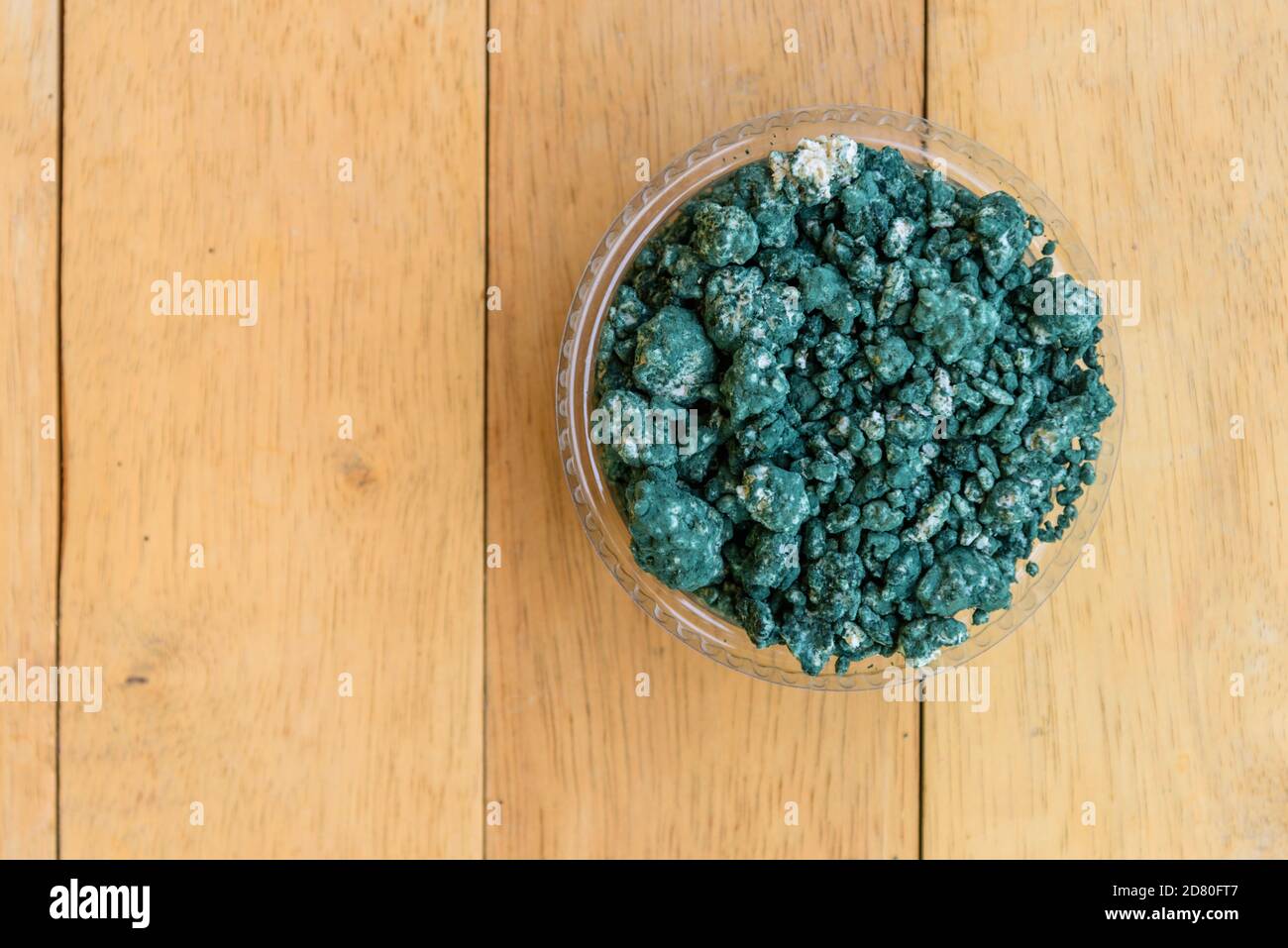 Closeup to Trichoderma harzianum. Use for protect plant from Fungi ...