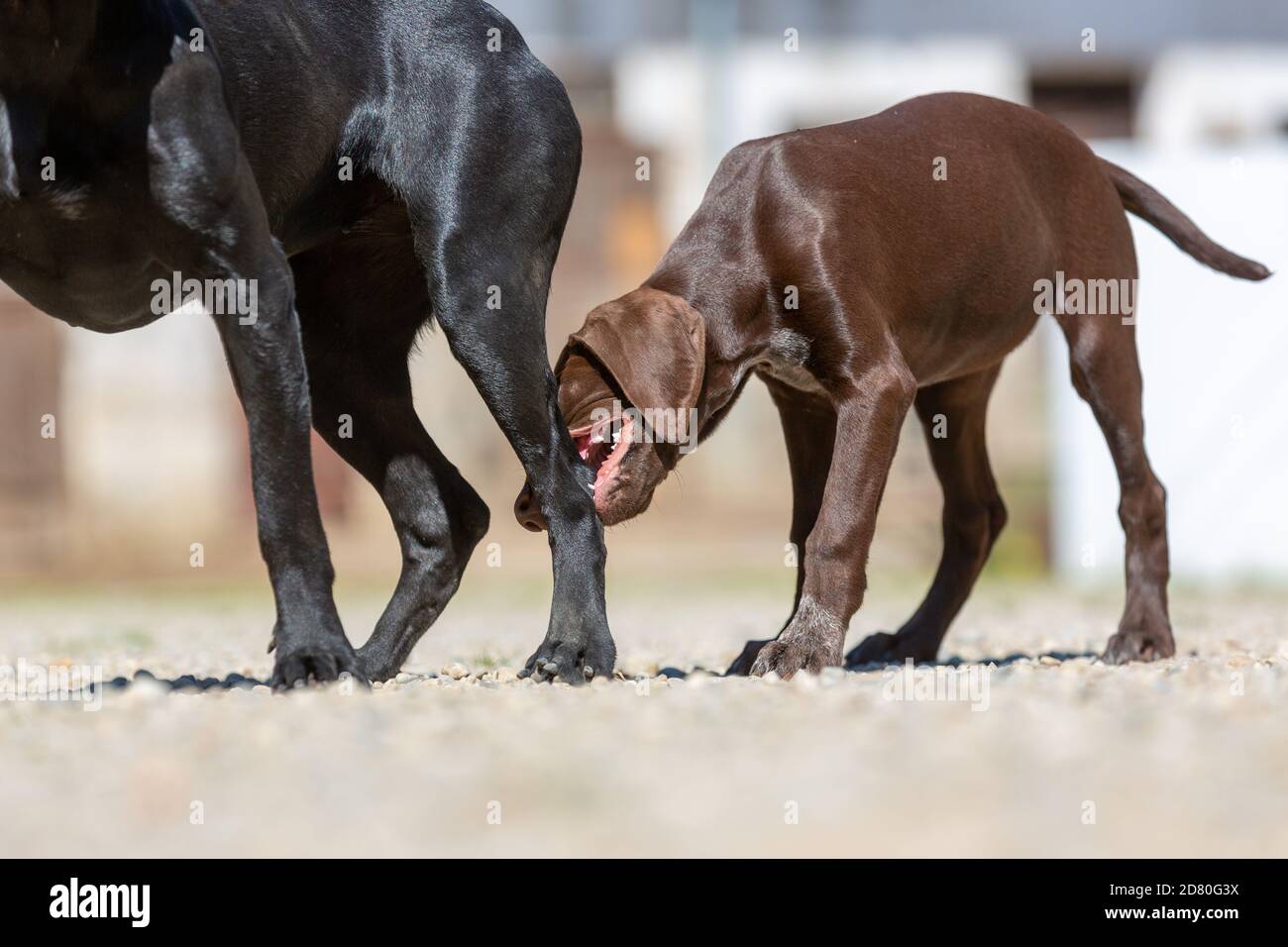 Portrait of a german shorthaired pointer dog Stock Photo - Alamy