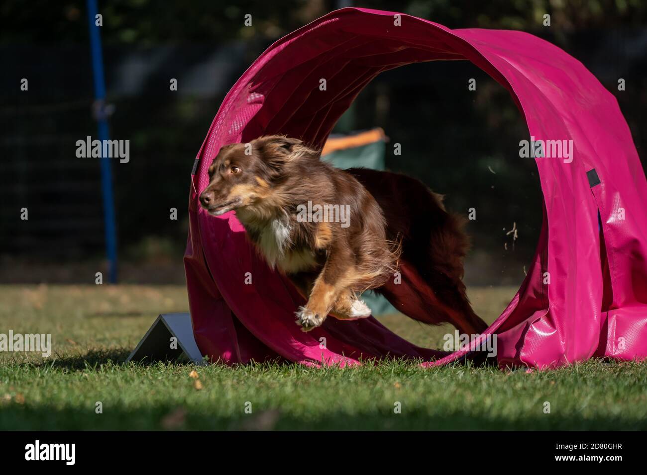Dog at hoopers parcours / Hund im Hoopers Parcour Stock Photo - Alamy