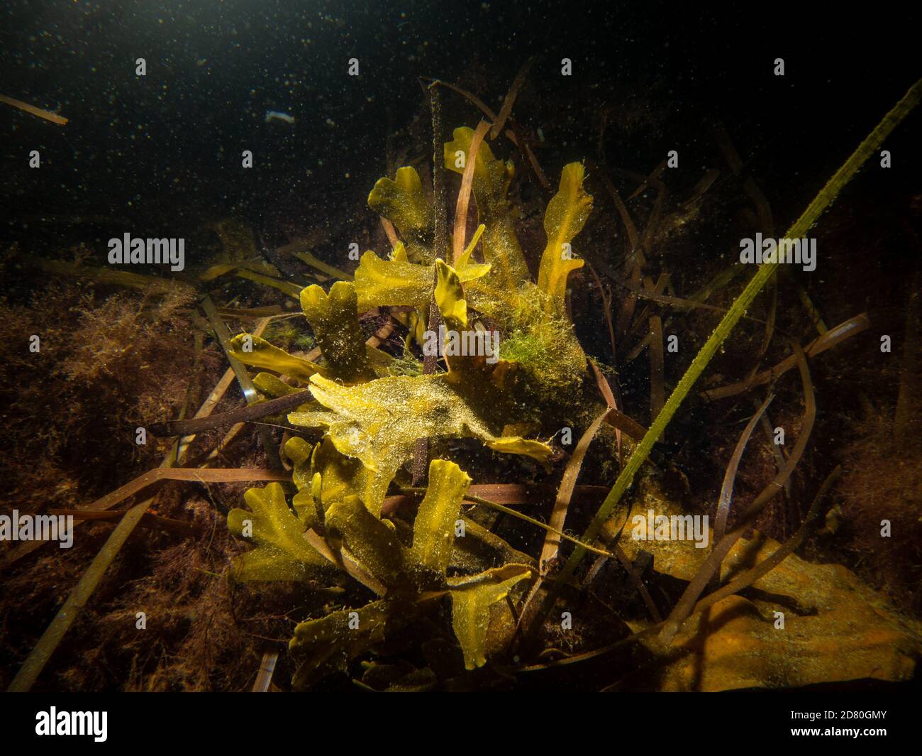 Cut weed hi-res stock photography and images - Alamy