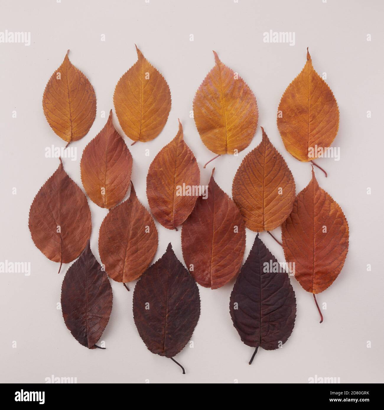 Autumn leaves gradient background. Top view Stock Photo - Alamy