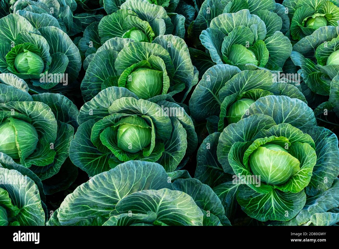 Field cabbage plantation hi-res stock photography and images - Alamy