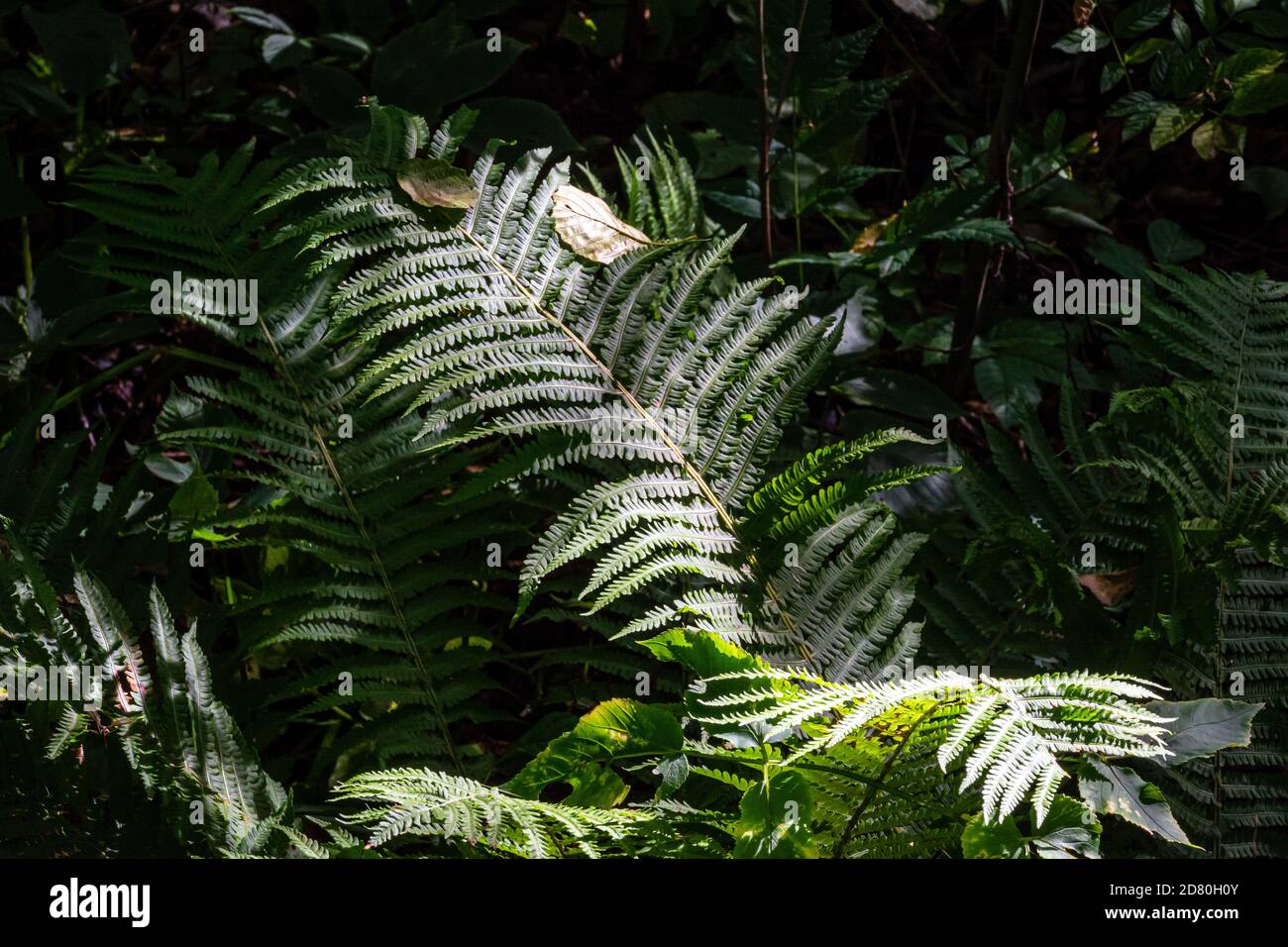 Beautiful picture of fern light up by sunrays one of the latest days of ...