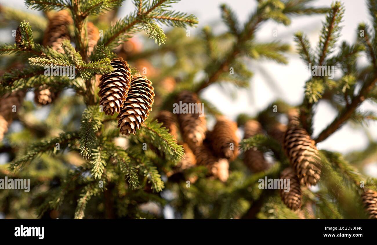 Beautiful fir tree cones on hi-res stock photography and images - Alamy