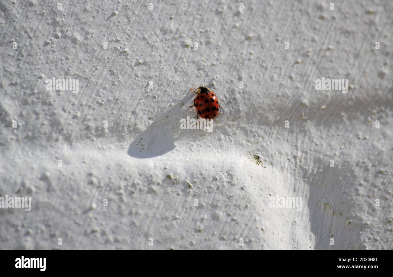 Ladybird or ladybug with black spots, facing in opposite directions on ...