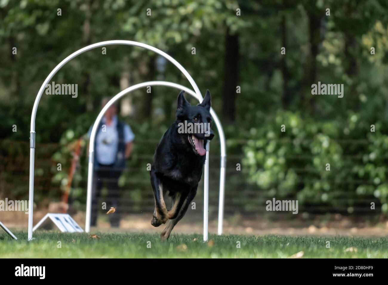 Dog at hoopers parcours / Hund im Hoopers Parcour Stock Photo - Alamy