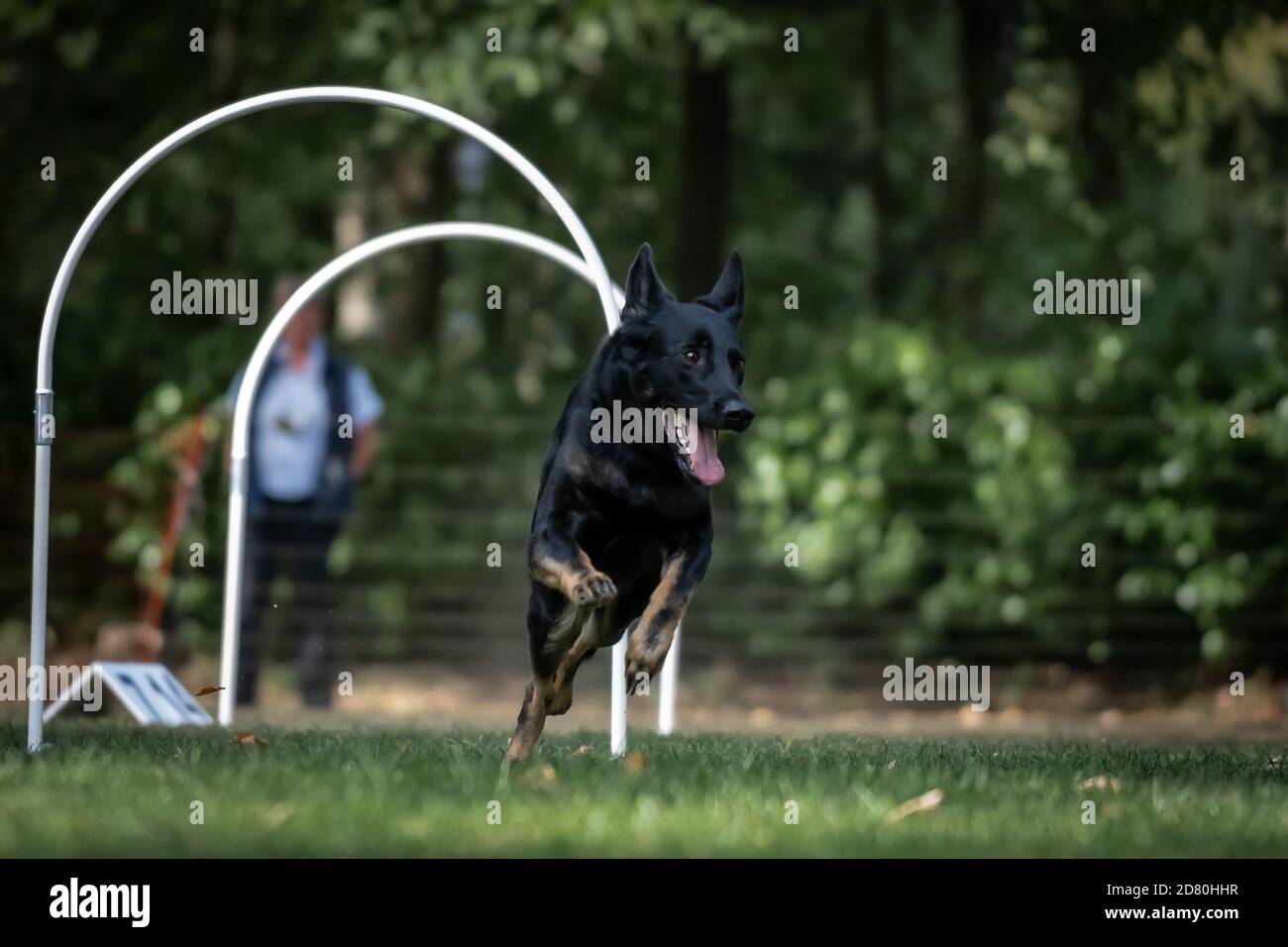 Dog at hoopers parcours / Hund im Hoopers Parcour Stock Photo - Alamy
