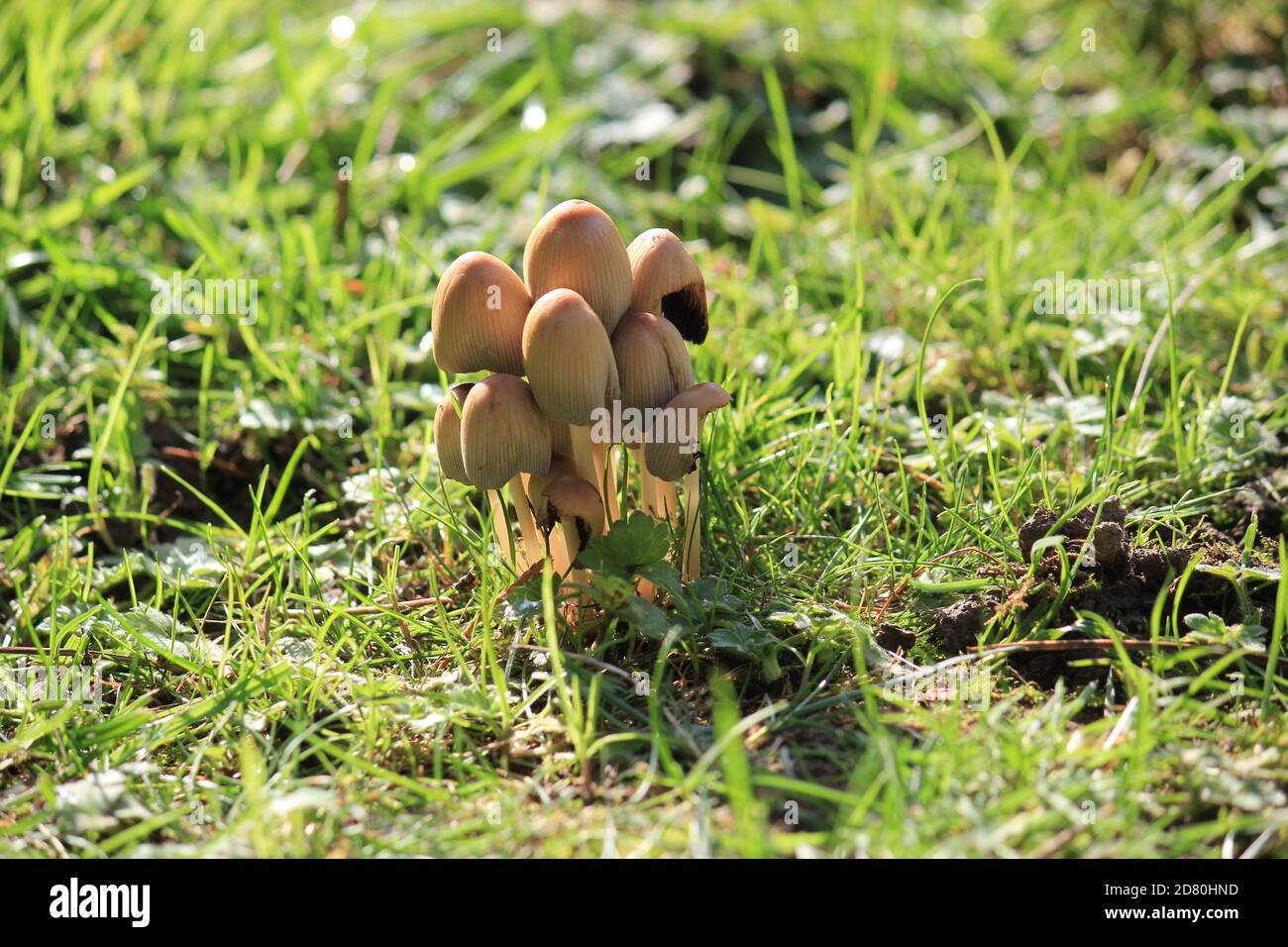 Liberty cap mushrooms hi-res stock photography and images - Alamy