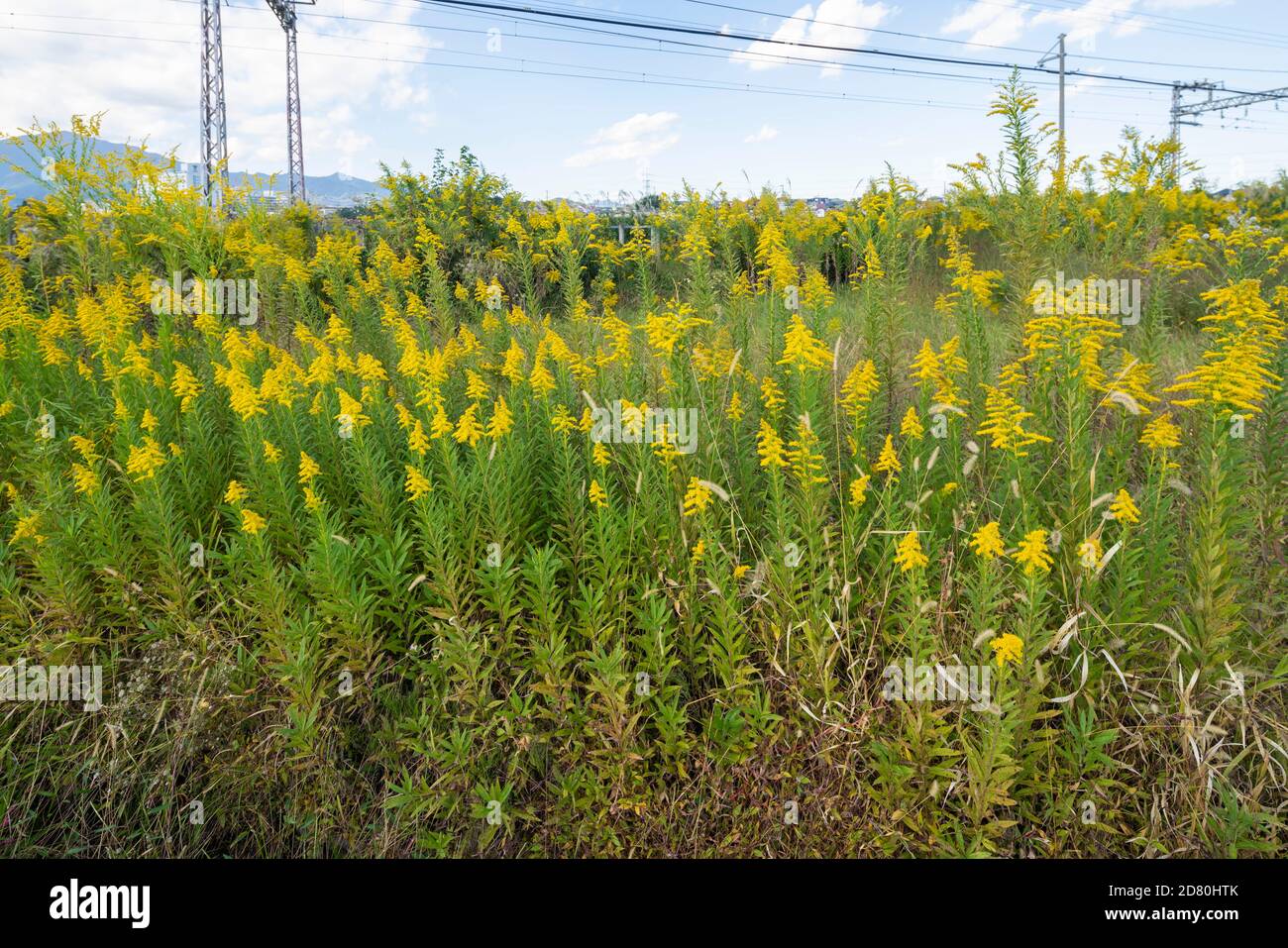 Invasive plant solidago canadensis hi-res stock photography and images ...