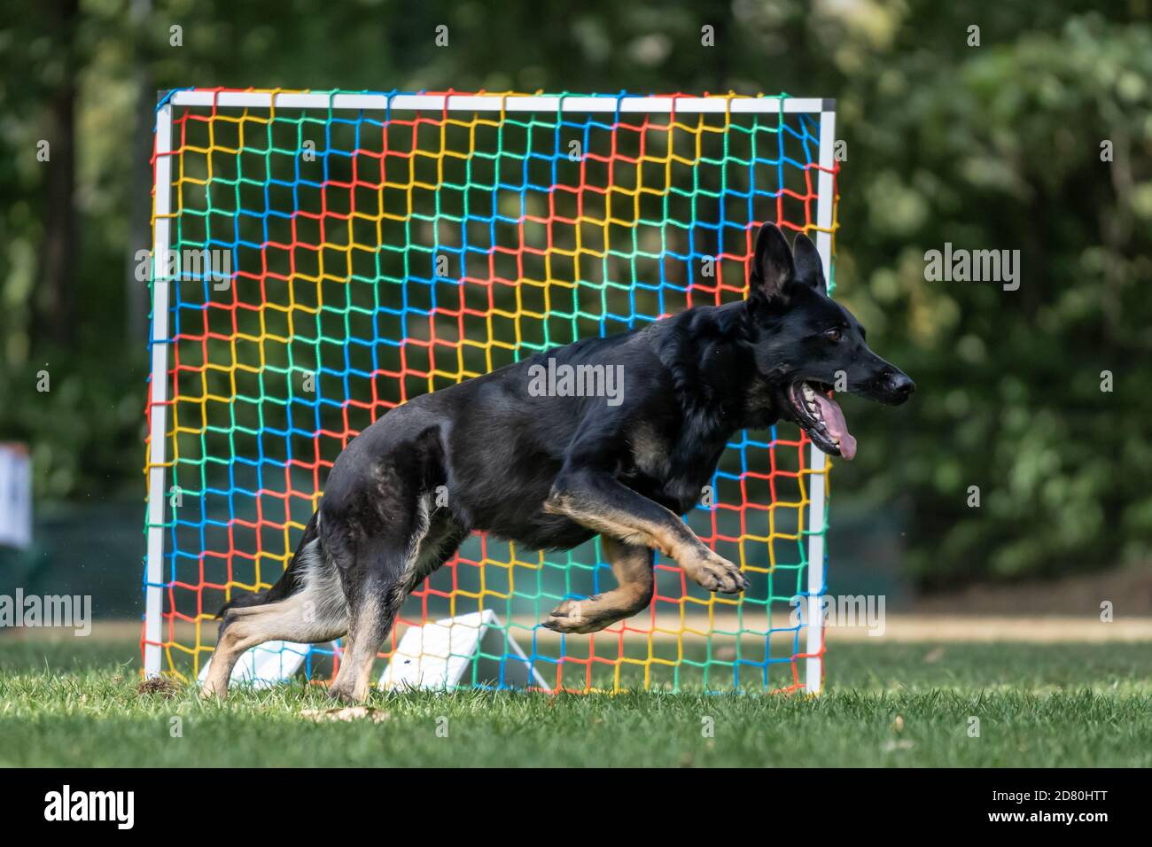 Dog at hoopers parcours / Hund im Hoopers Parcour Stock Photo - Alamy