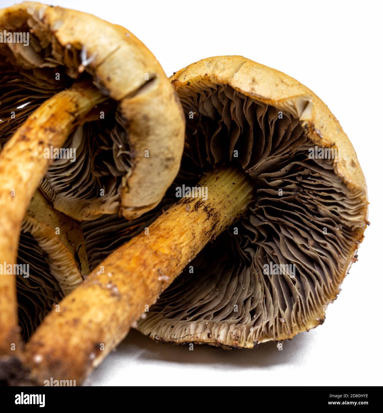 Fungi fungus decomposing hi-res stock photography and images - Alamy