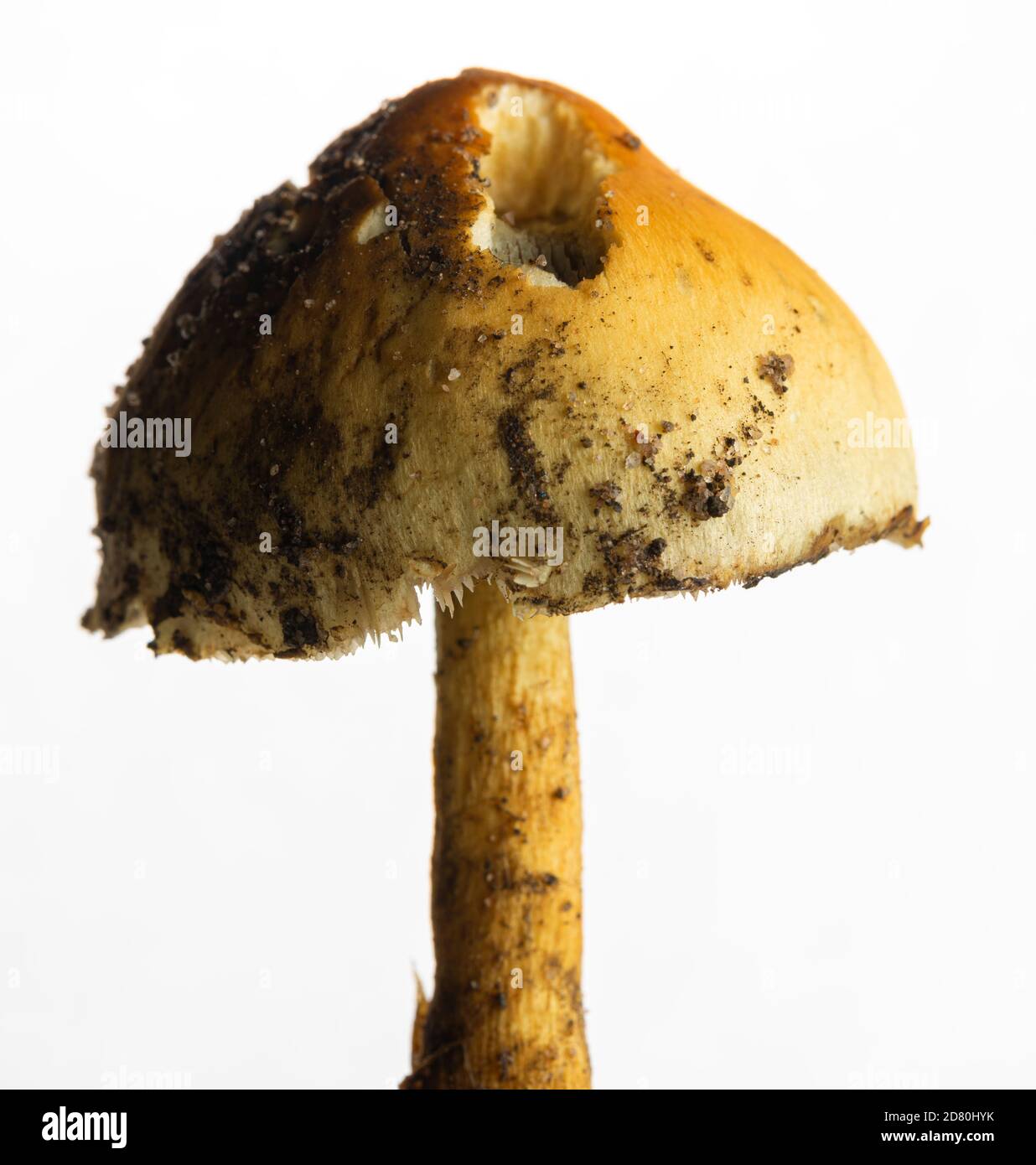 Decomposing funghi mushrooms close up,macro Stock Photo - Alamy