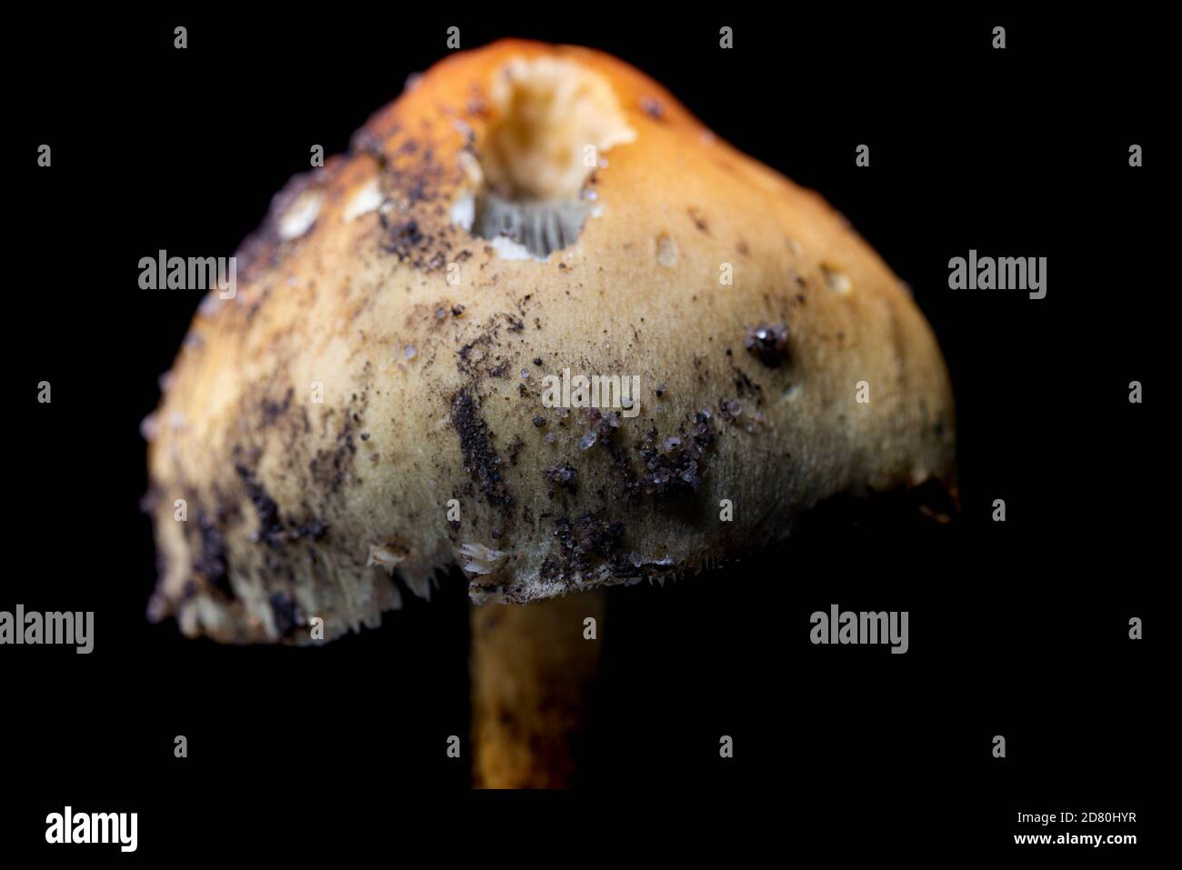 Decomposing funghi mushrooms close up,macro Stock Photo - Alamy