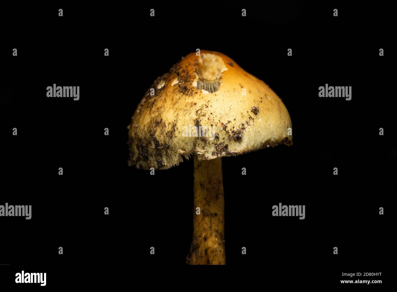Decomposing funghi mushrooms close up,macro Stock Photo - Alamy