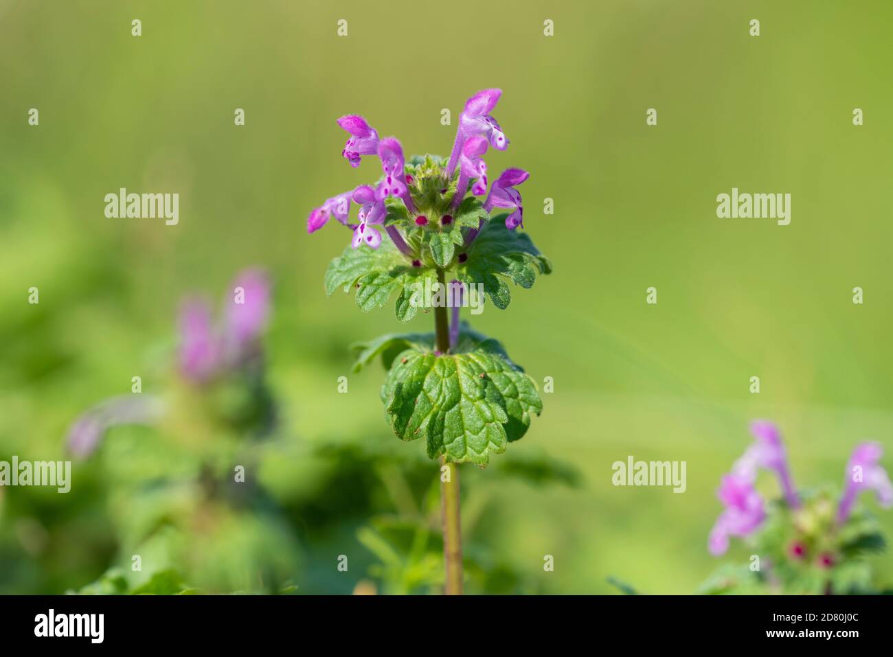 Common henbit (Lamium amplexicaule), Isehara City, Kanagawa Prefecture ...
