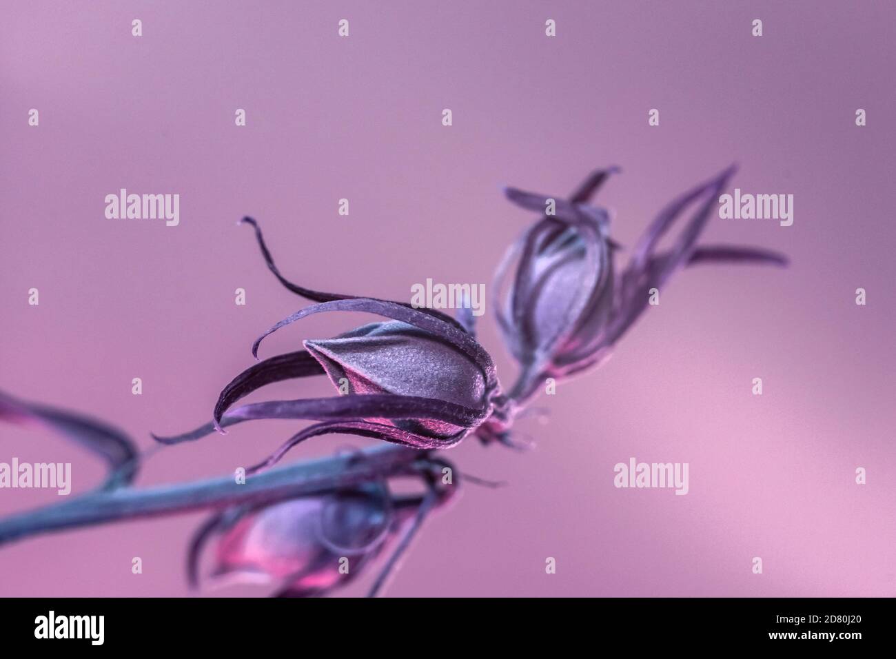 Close up faded flowers in the color light. Beautiful plant minimal in ...