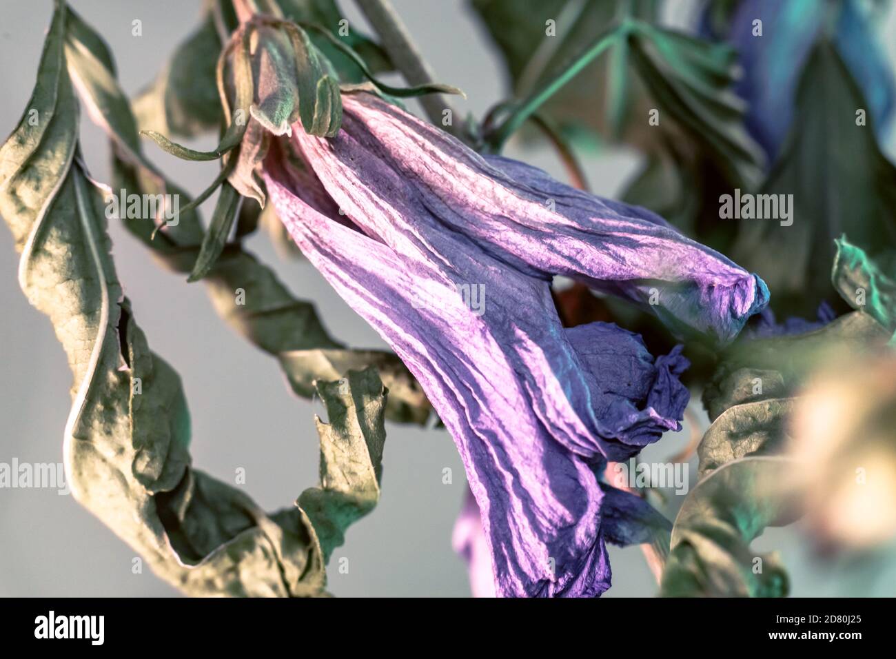 Close up faded flowers. Beautiful plant minimal in neon light ...