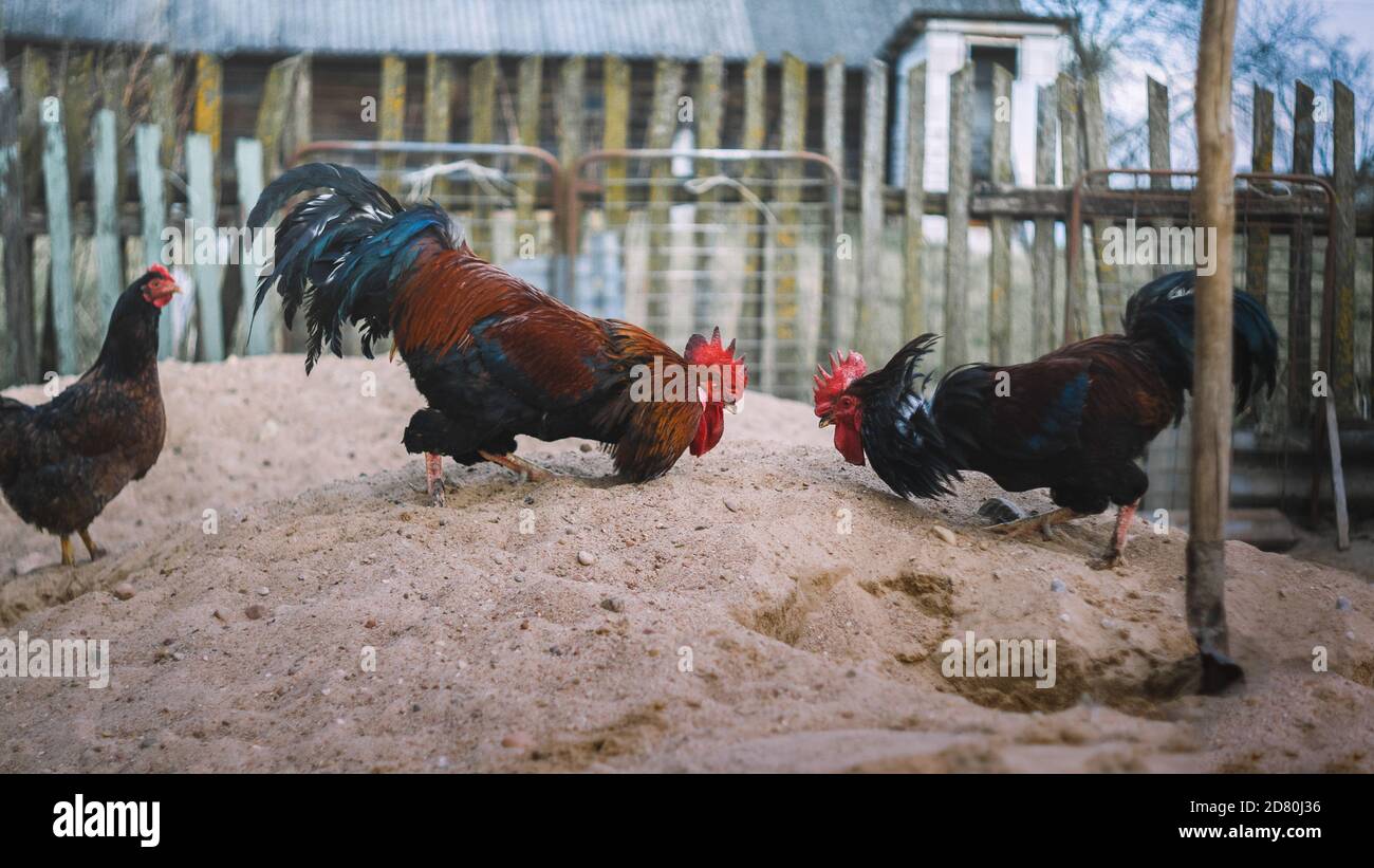 Beautiful red headed fighting rooster. cocks fighting with neck ...