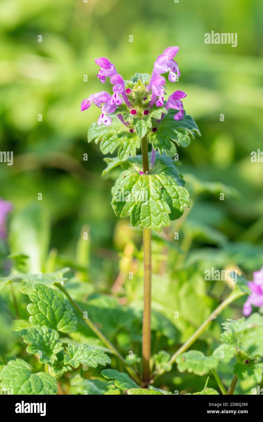 Common henbit (Lamium amplexicaule), Isehara City, Kanagawa Prefecture ...