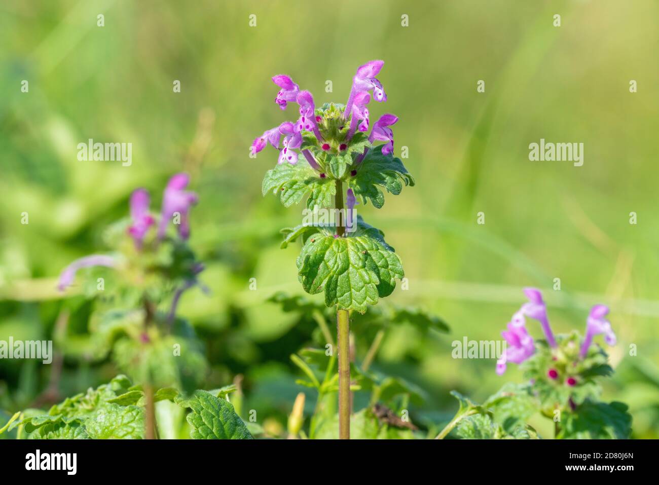 Common henbit (Lamium amplexicaule), Isehara City, Kanagawa Prefecture ...