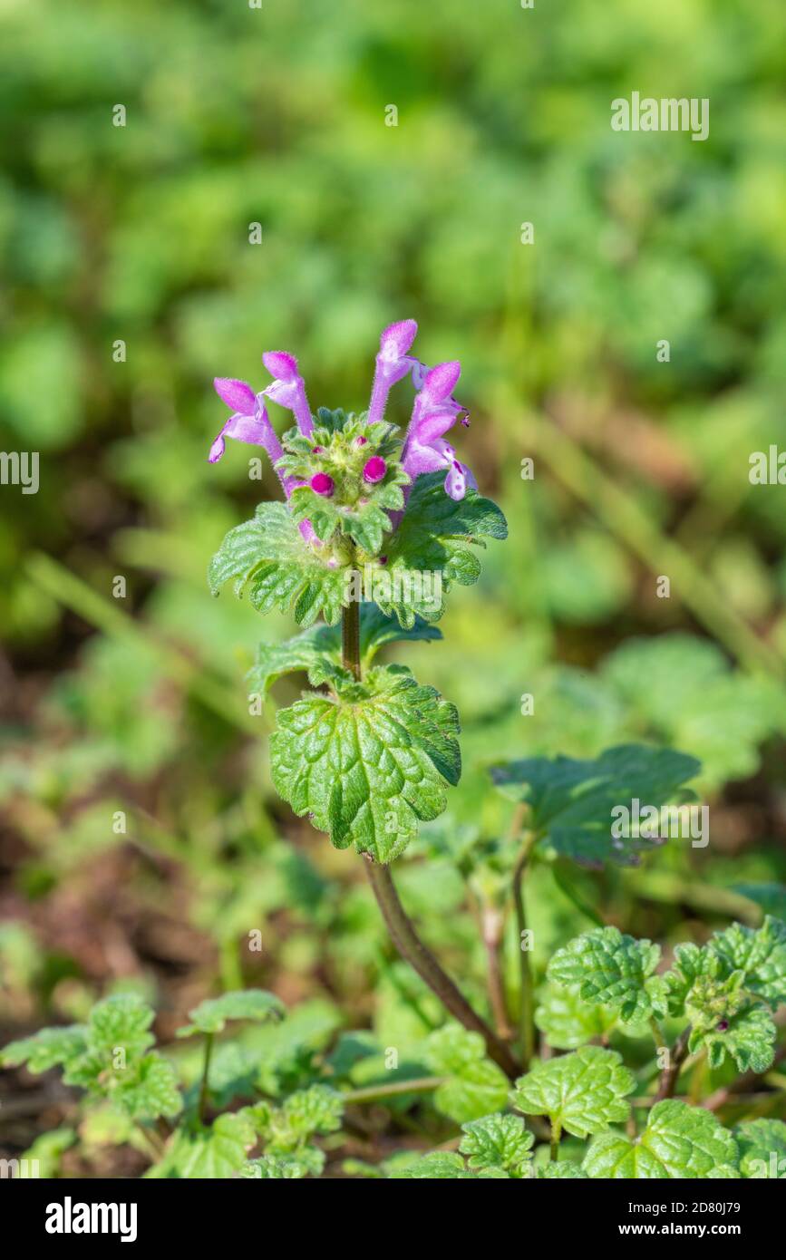 Common henbit (Lamium amplexicaule), Isehara City, Kanagawa Prefecture ...