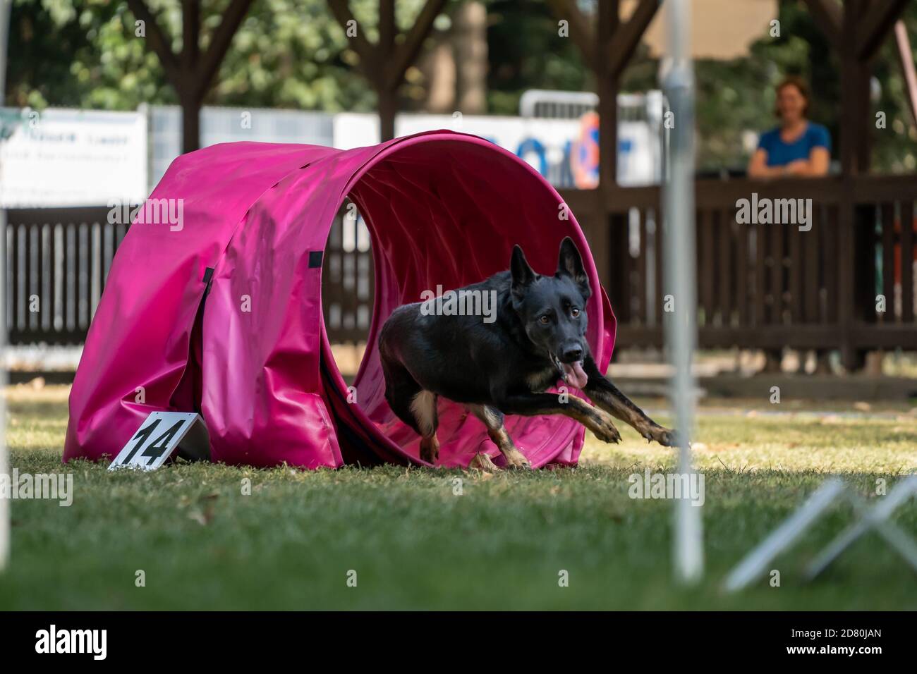 Dog at hoopers parcours / Hund im Hoopers Parcour Stock Photo - Alamy