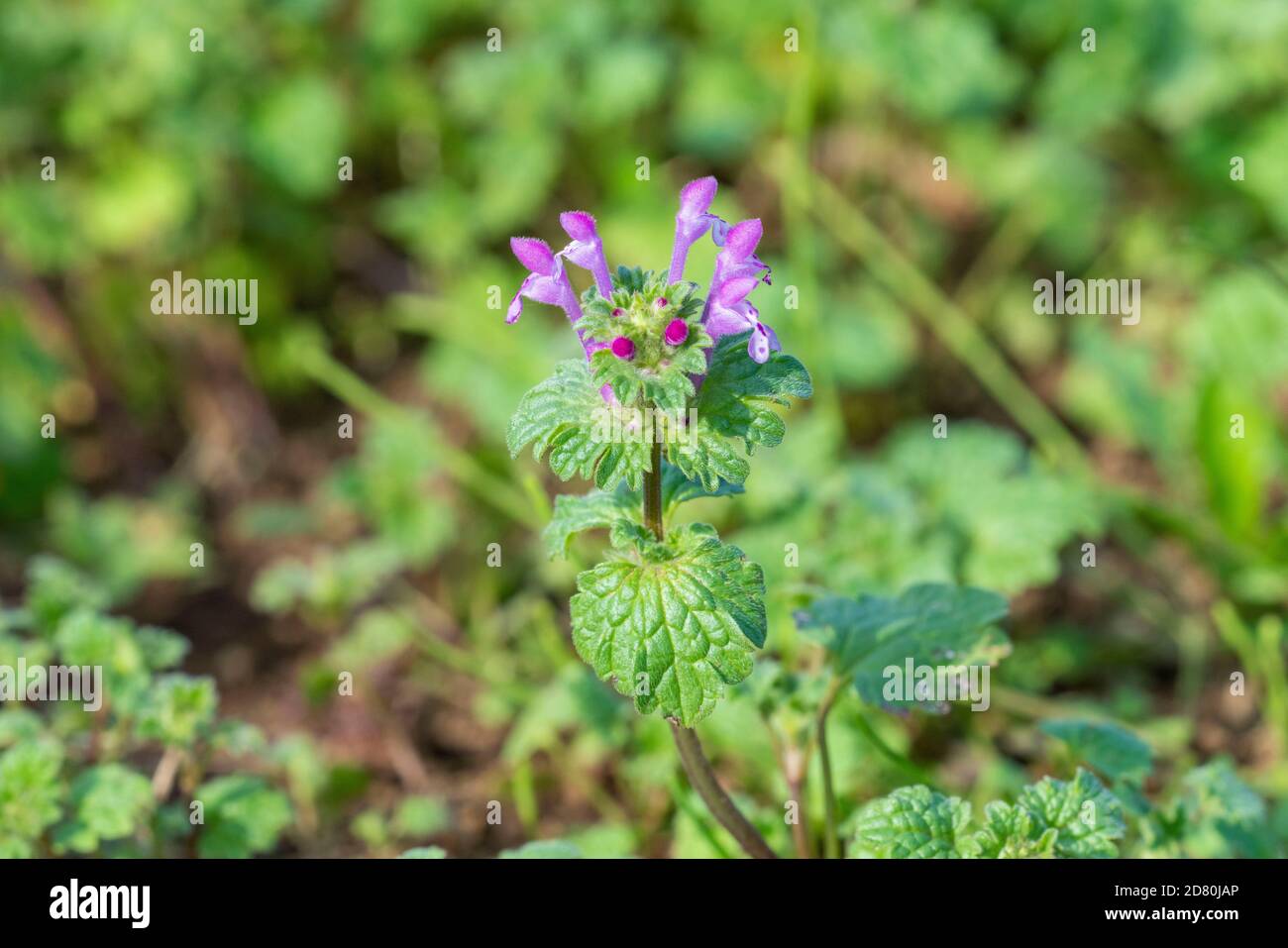 Common henbit (Lamium amplexicaule), Isehara City, Kanagawa Prefecture ...