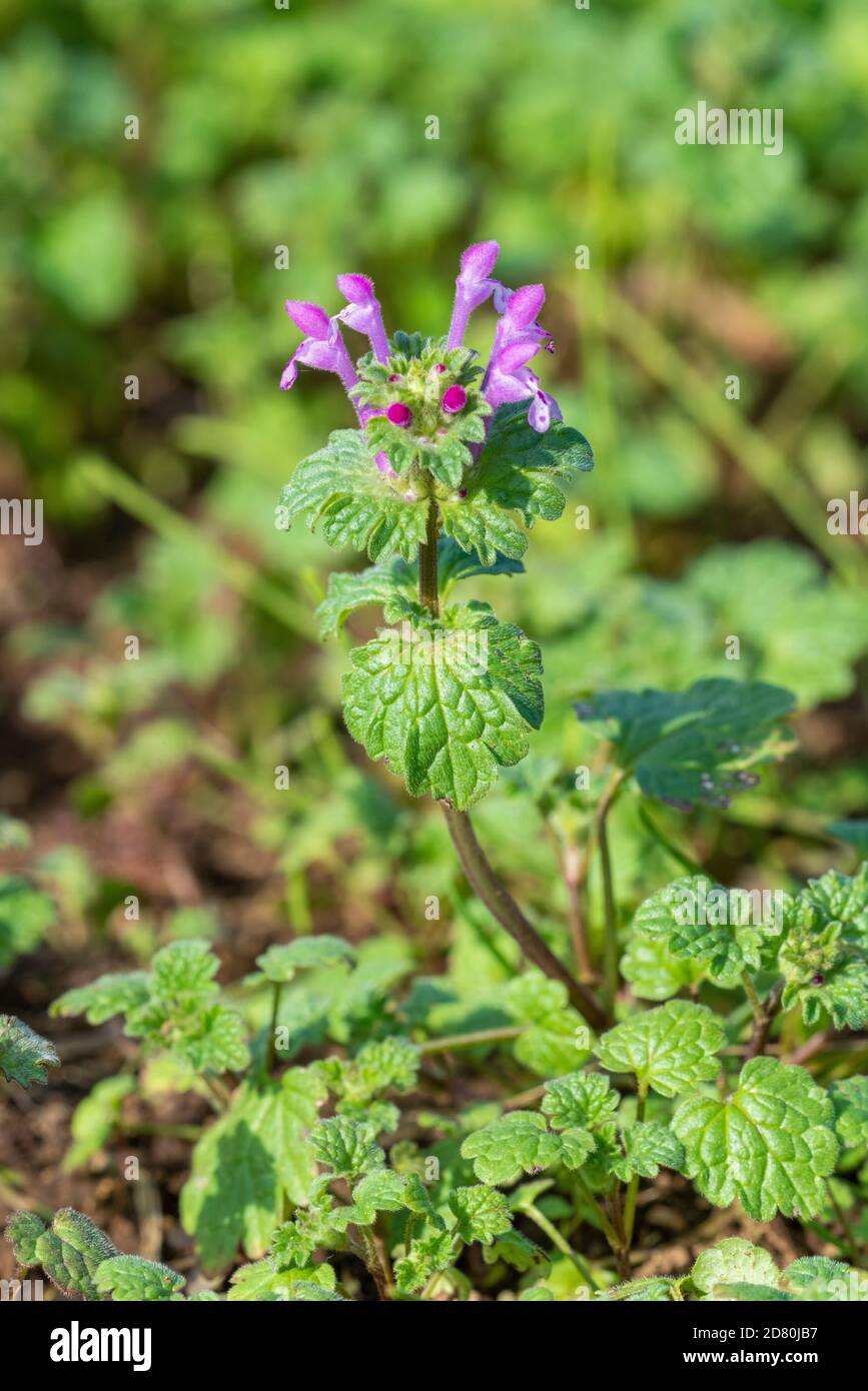 Common henbit (Lamium amplexicaule), Isehara City, Kanagawa Prefecture ...