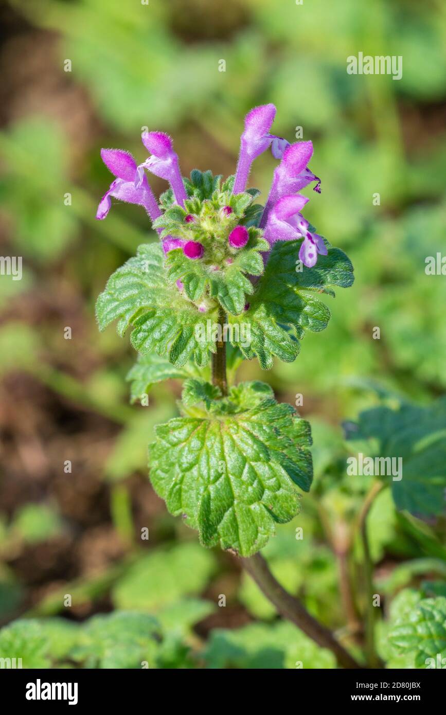 Common henbit (Lamium amplexicaule), Isehara City, Kanagawa Prefecture ...