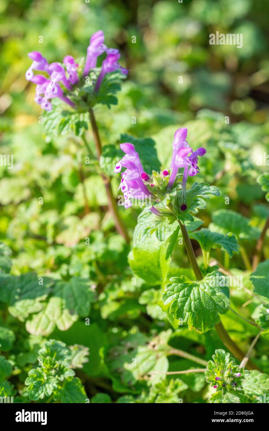 Common henbit (Lamium amplexicaule), Isehara City, Kanagawa Prefecture ...