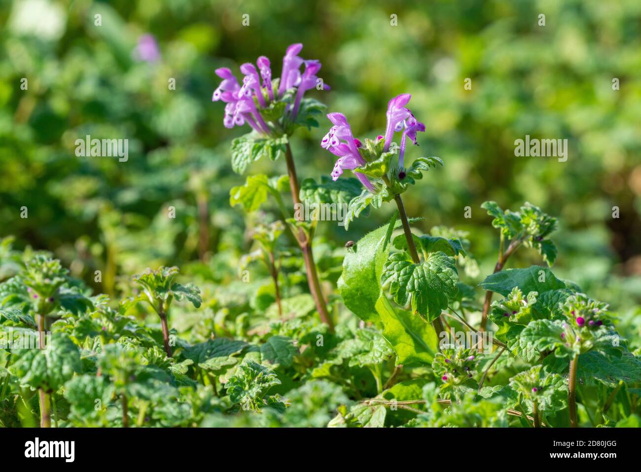 Common henbit (Lamium amplexicaule), Isehara City, Kanagawa Prefecture ...