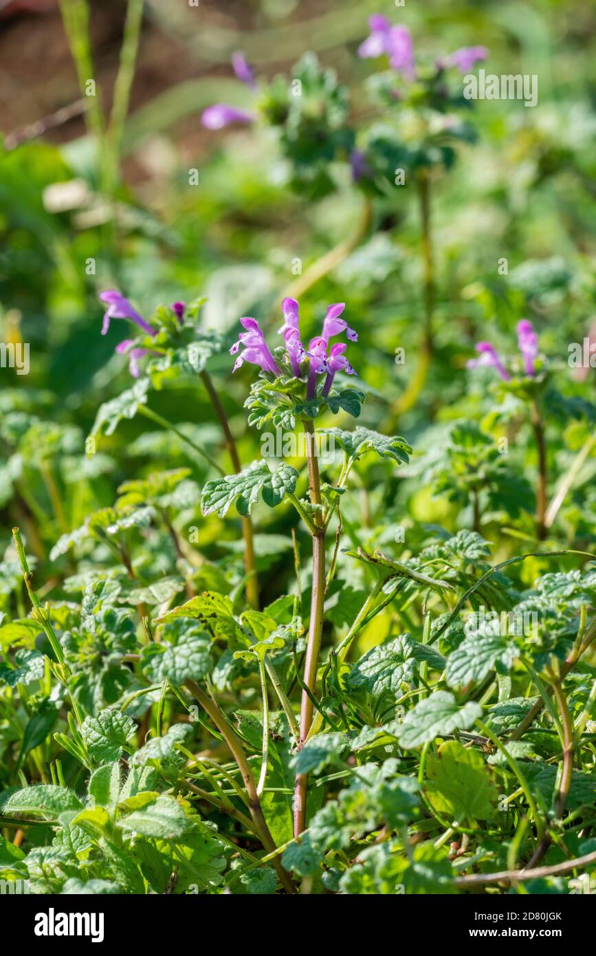 Common henbit (Lamium amplexicaule), Isehara City, Kanagawa Prefecture ...