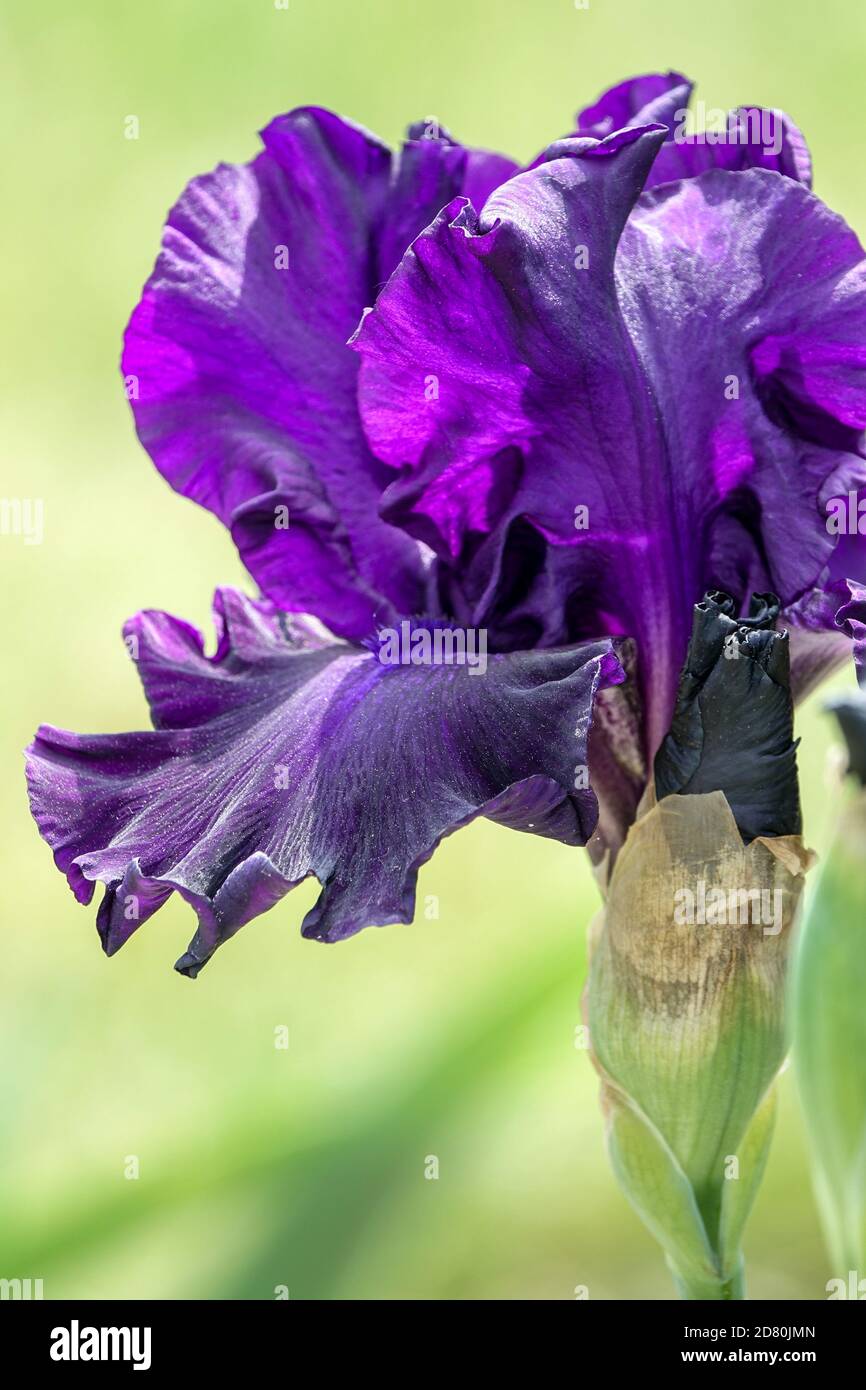 Dark blue flowers hi-res stock photography and images - Alamy