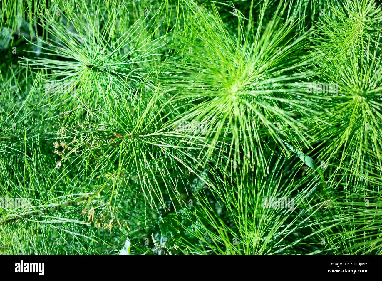 Roadside grass. Grasses are the dominant vegetation in many habitats ...