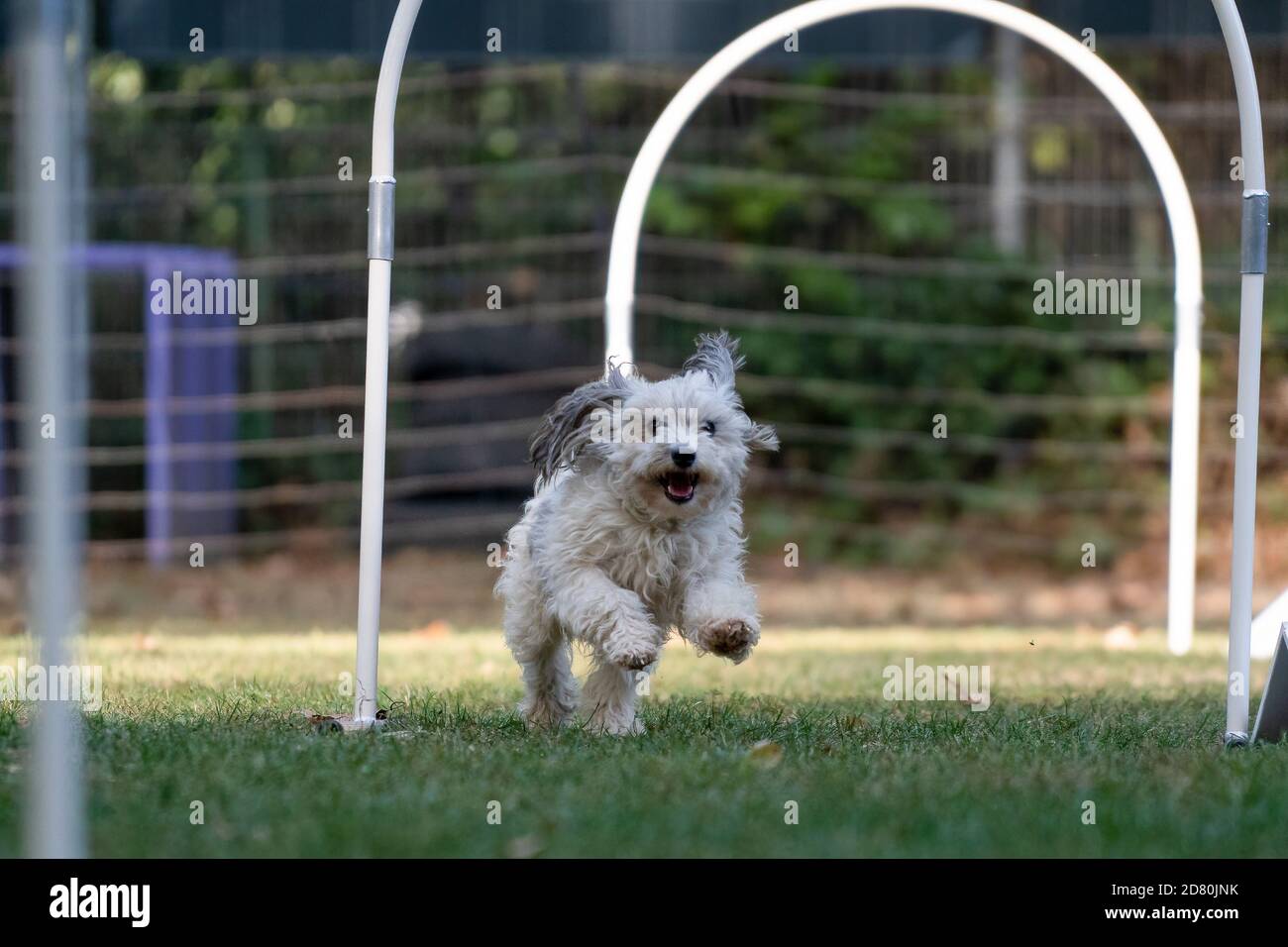 Dog at hoopers parcours / Hund im Hoopers Parcour Stock Photo - Alamy