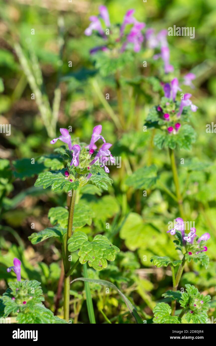 Common henbit (Lamium amplexicaule), Isehara City, Kanagawa Prefecture ...