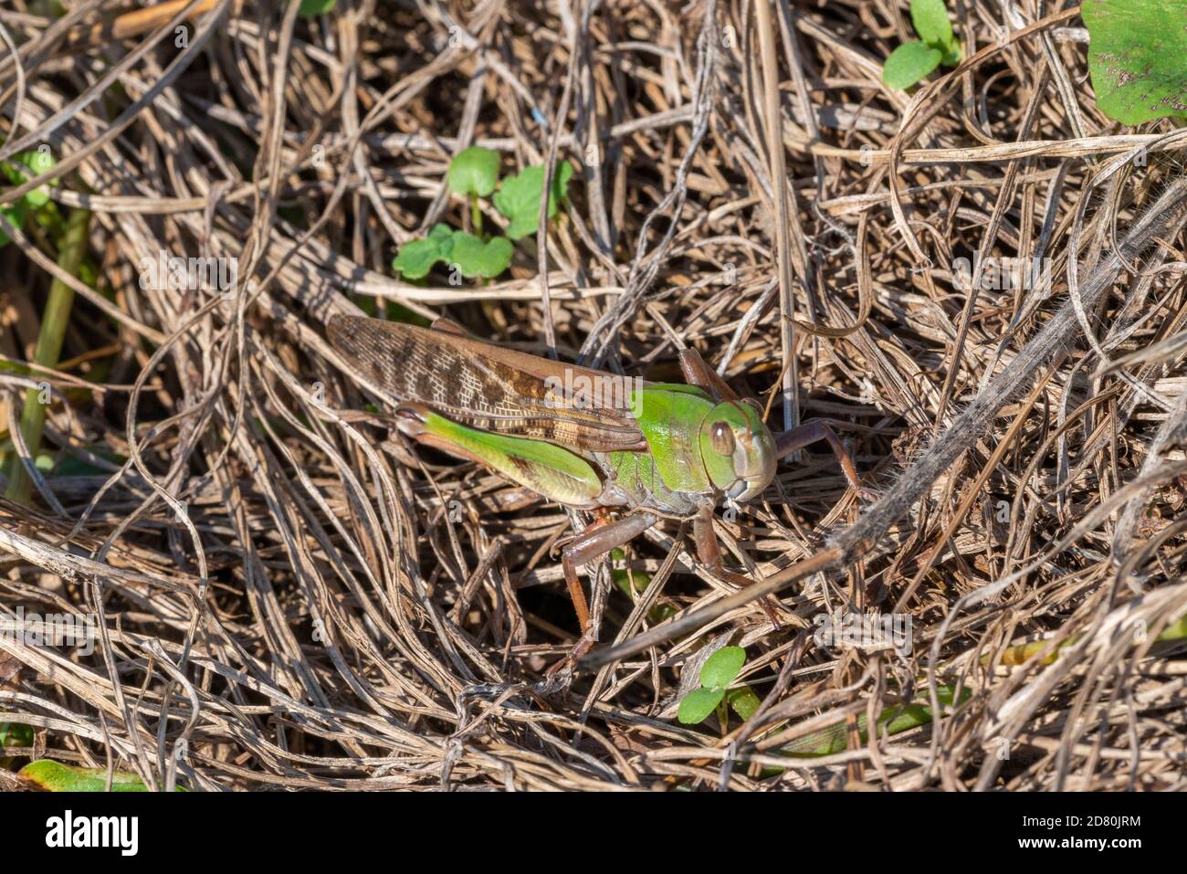 Migratory locust (Locusta migratoria), Isehara City, Kanagawa ...