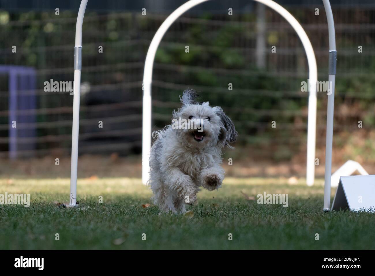 Dog at hoopers parcours / Hund im Hoopers Parcour Stock Photo - Alamy