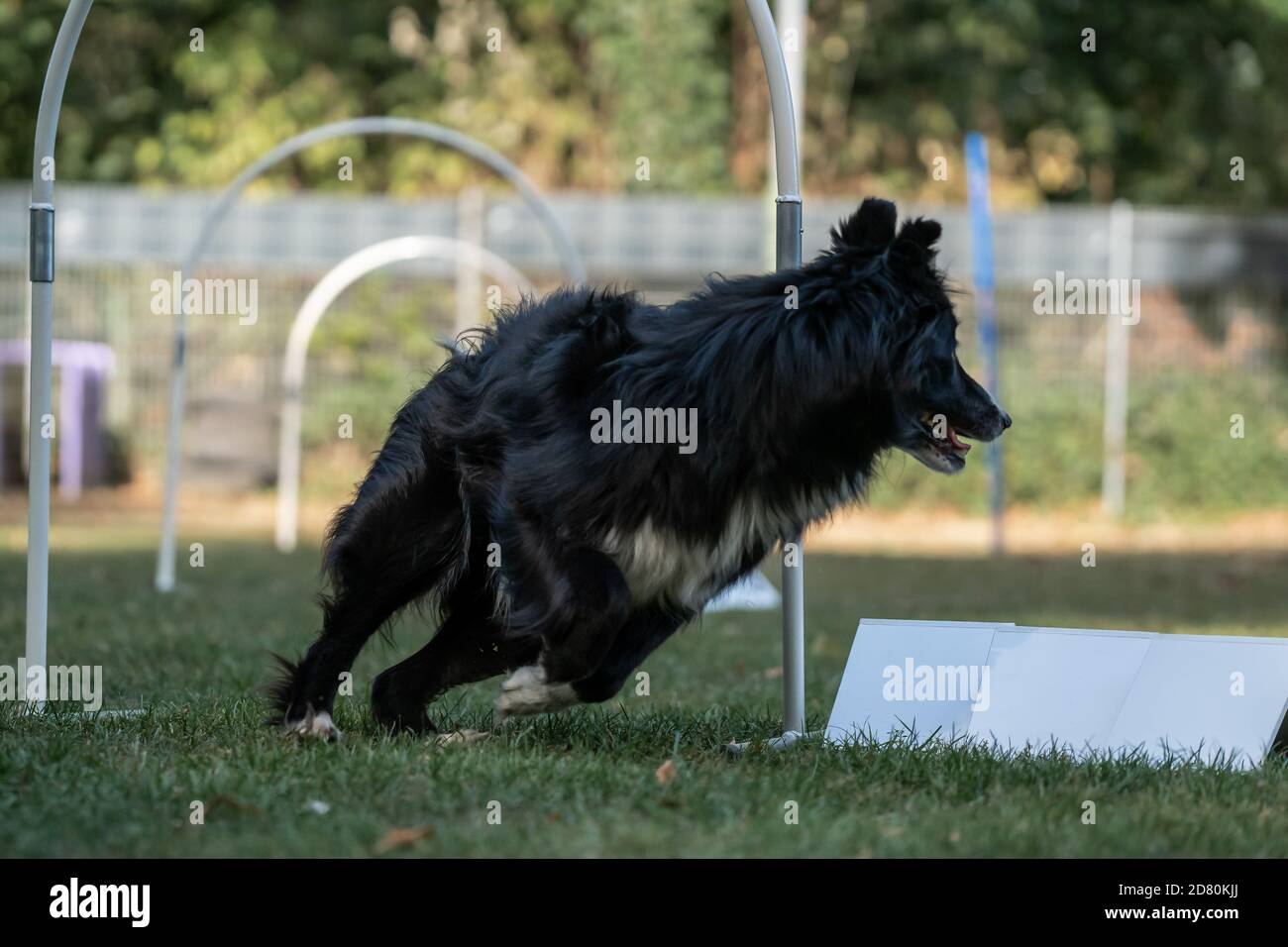 Dog at hoopers parcours / Hund im Hoopers Parcour Stock Photo - Alamy