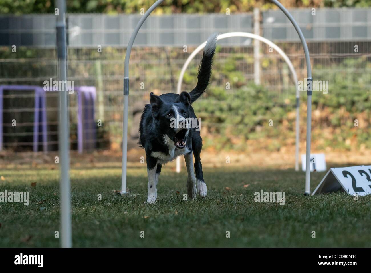 Dog at hoopers parcours / Hund im Hoopers Parcour Stock Photo - Alamy